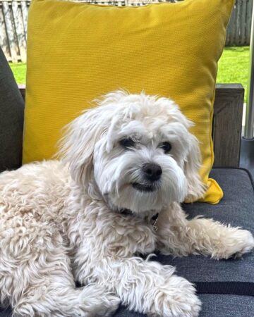 Morkie Poo | Mixed Breed Information, Pictures, Traits & Facts