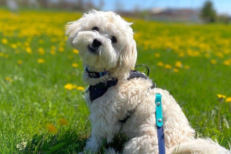 Morkie Poo | Mixed Breed Information, Pictures, Traits & Facts