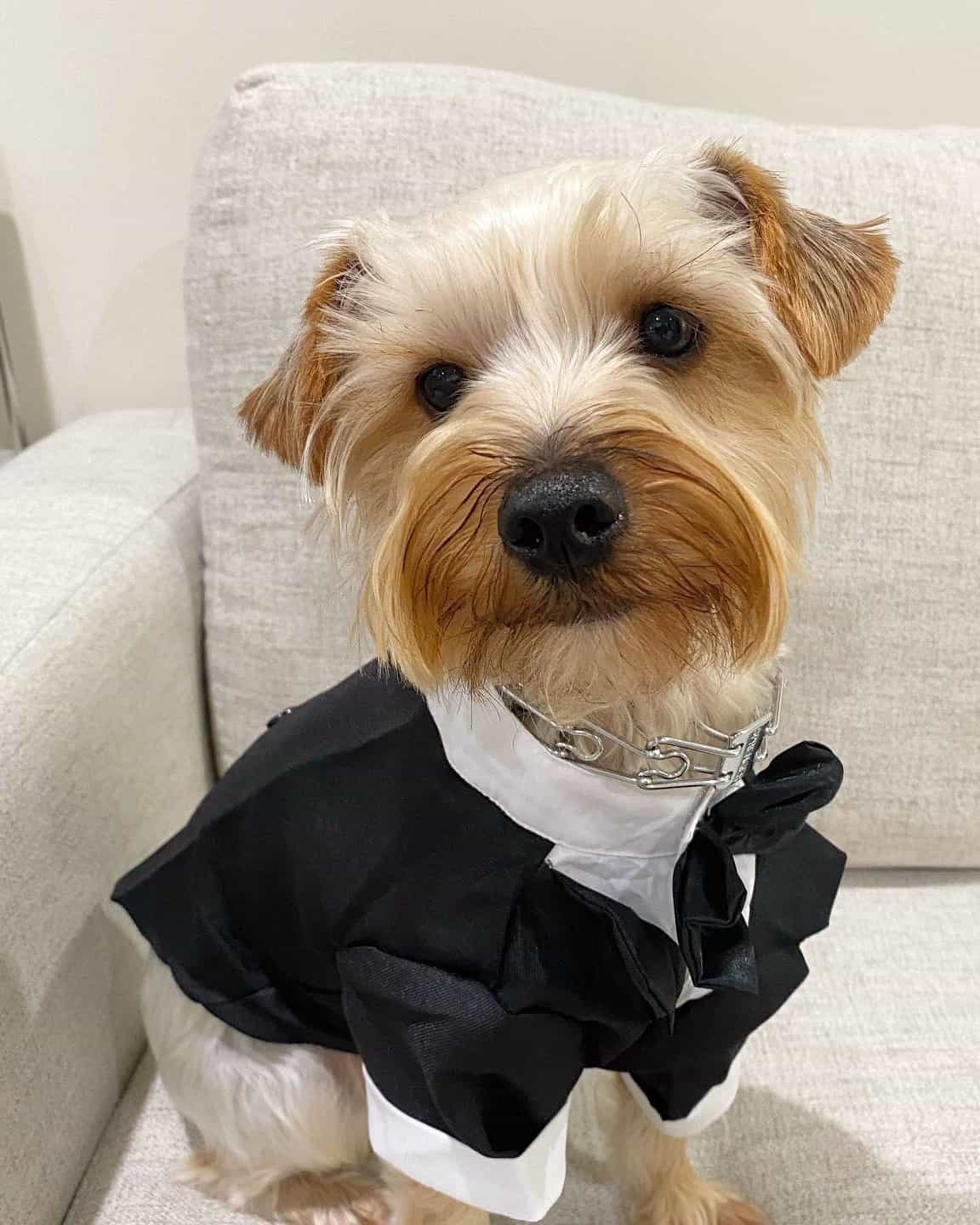 Morkie Poo | Mixed Breed Information, Pictures, Traits & Facts