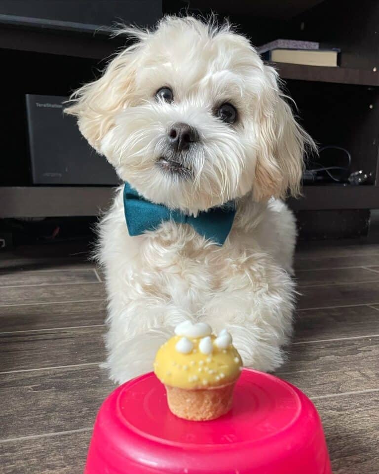 Morkie Poo | Mixed Breed Information, Pictures, Traits & Facts