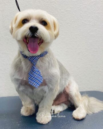 10 Best Morkie Haircuts With Pictures! (2026 Updated)
