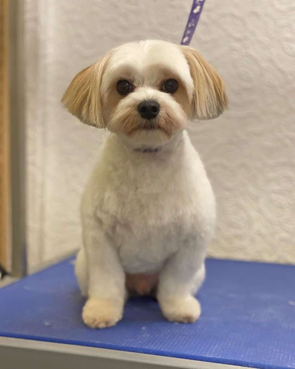 10 Best Morkie Haircuts With Pictures! (2025 Updated)
