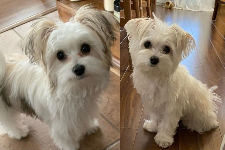 10 Best Morkie Haircuts With Pictures! (2025 Updated)