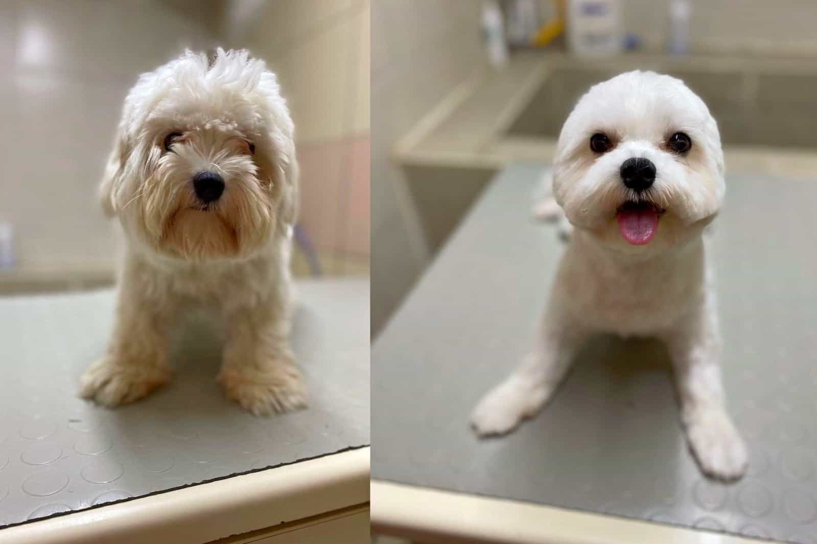 10 Best Morkie Haircuts With Pictures! (2025 Updated)