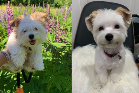 10 Best Morkie Haircuts With Pictures! (2025 Updated)