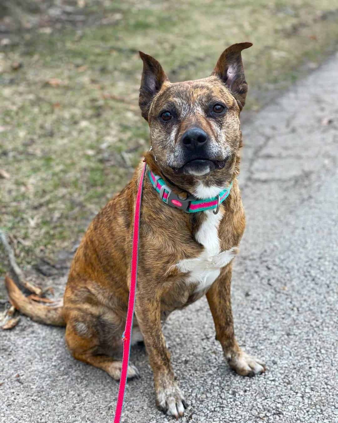 Mountain Cur Pitbull Mix: Breed Info, Pictures, Traits & Facts