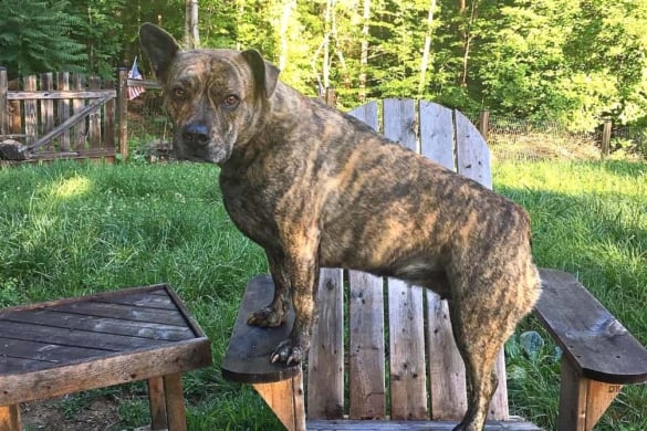 German Shepherd Pointer Mix: Info, Pictures, Traits & Facts