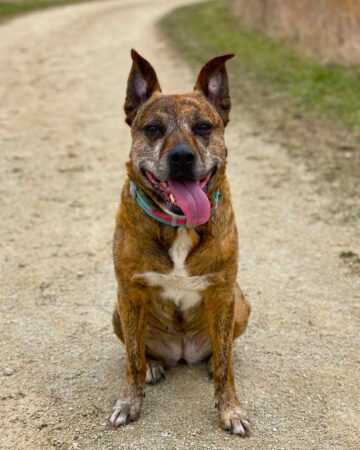 Mountain Cur Pitbull Mix: Breed Info, Pictures, Traits & Facts