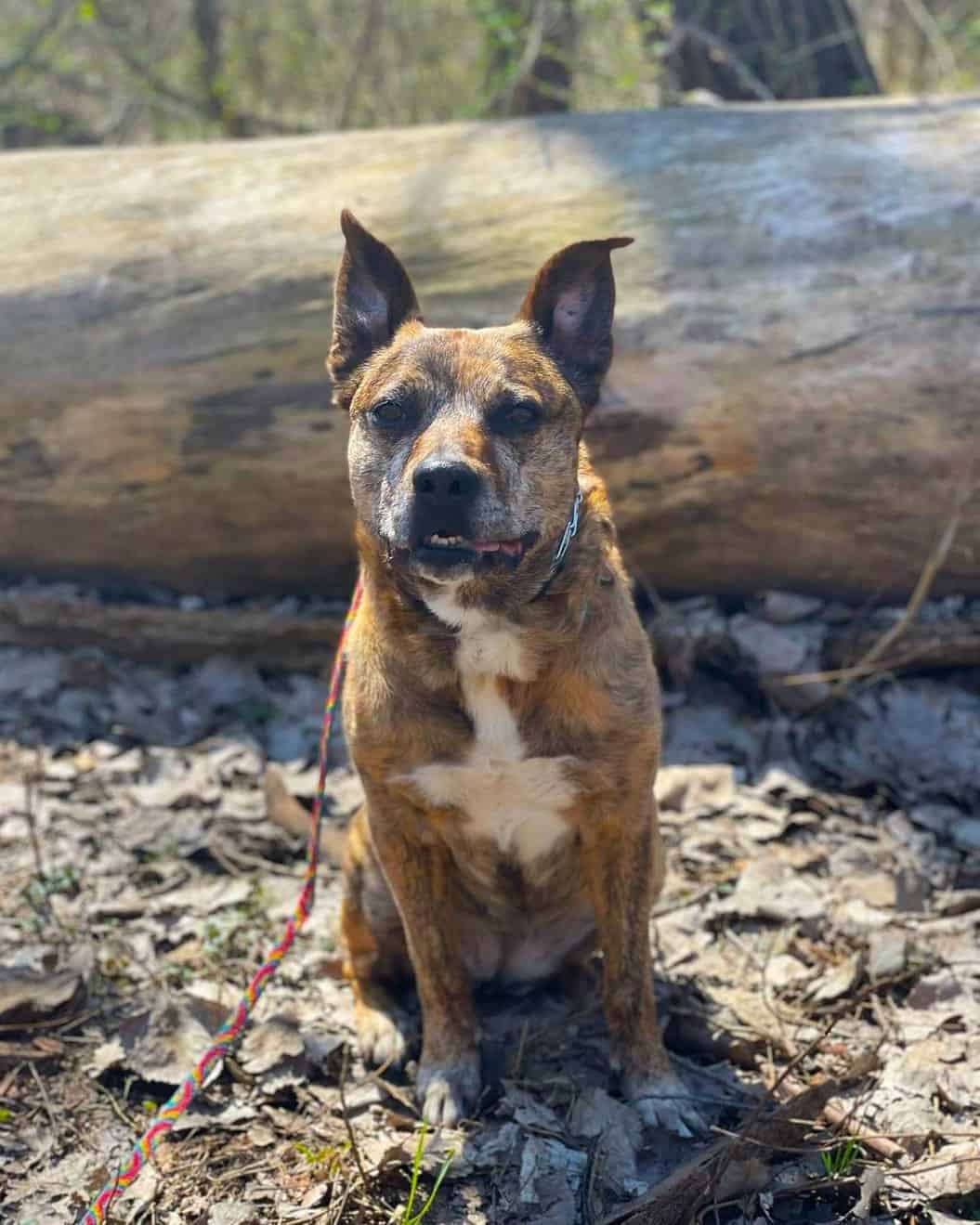 Mountain Cur Pitbull Mix: Breed Info, Pictures, Traits & Facts