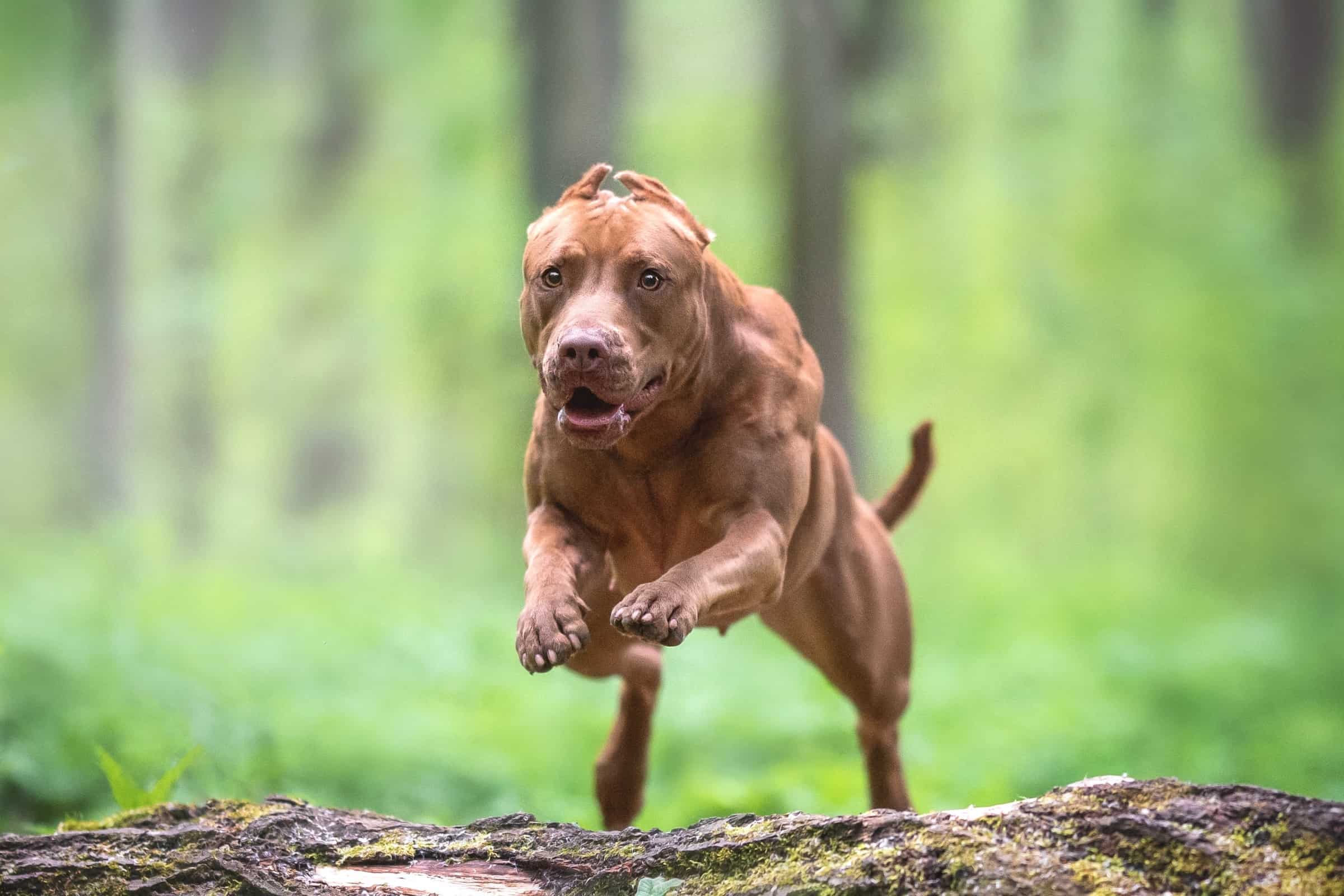 How to Make Your Pitbull More Muscular (8 Simple Ways)