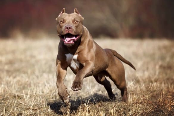 How to Make Your Pitbull More Muscular (8 Simple Ways)