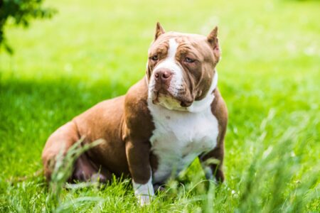 How to Make Your Pitbull More Muscular (8 Simple Ways)