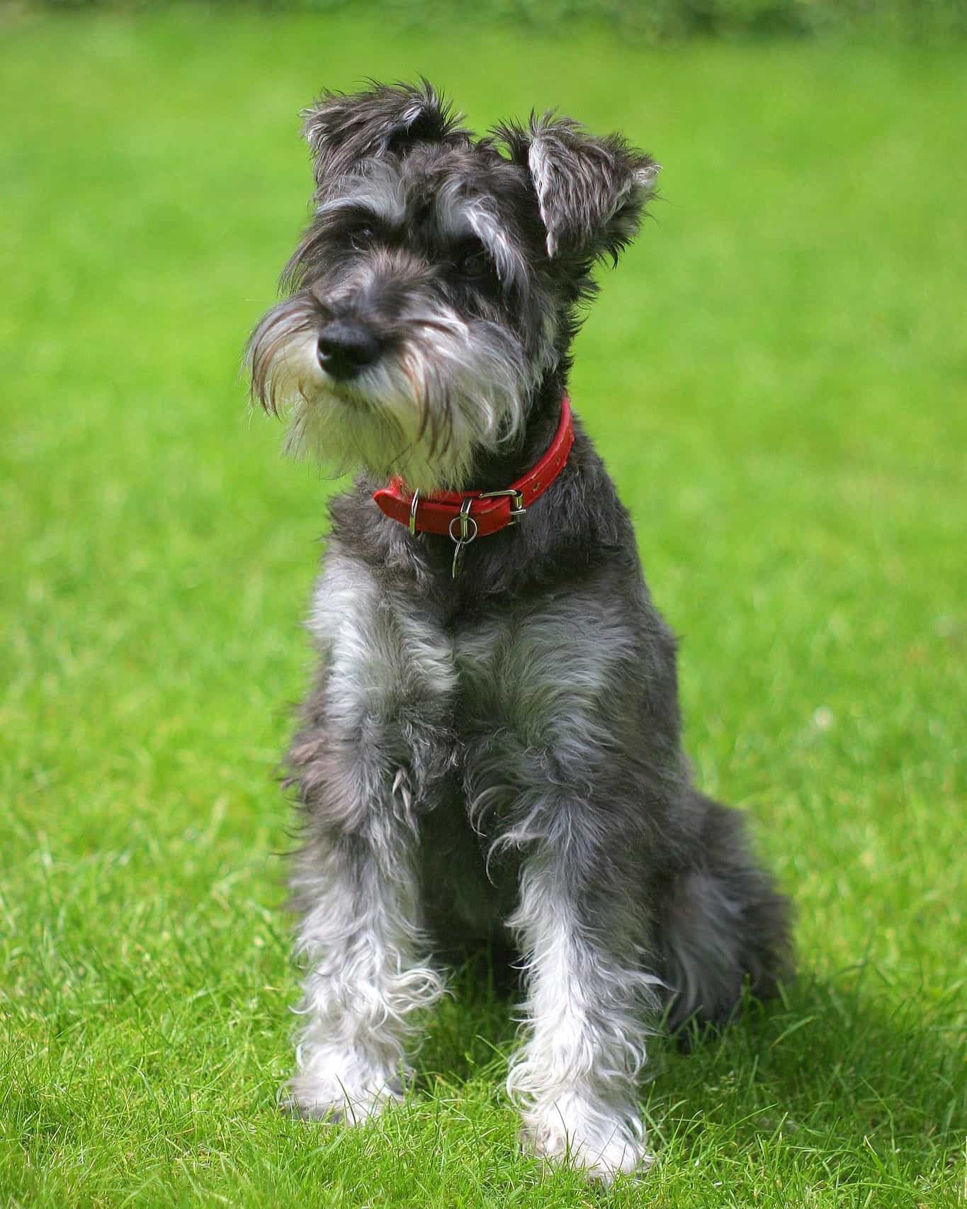 22 Best Schnauzer Haircuts With Pictures! (2025 Updated)