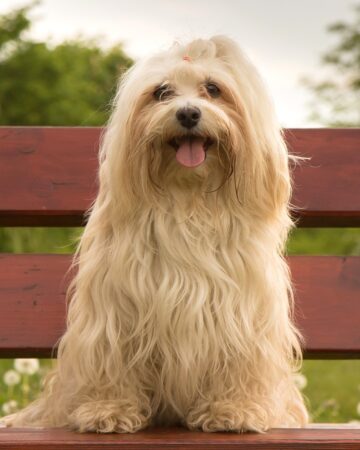 31 Best Havanese Haircuts With Pictures! (2025 Updated)