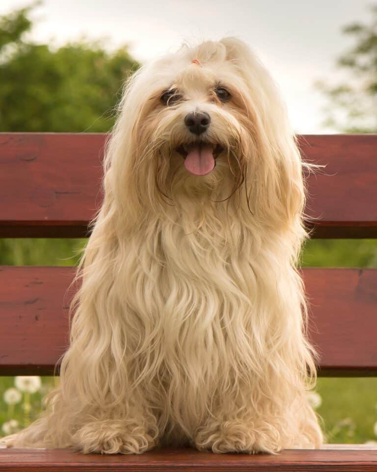 31 Best Havanese Haircuts With Pictures! (2026 Updated)