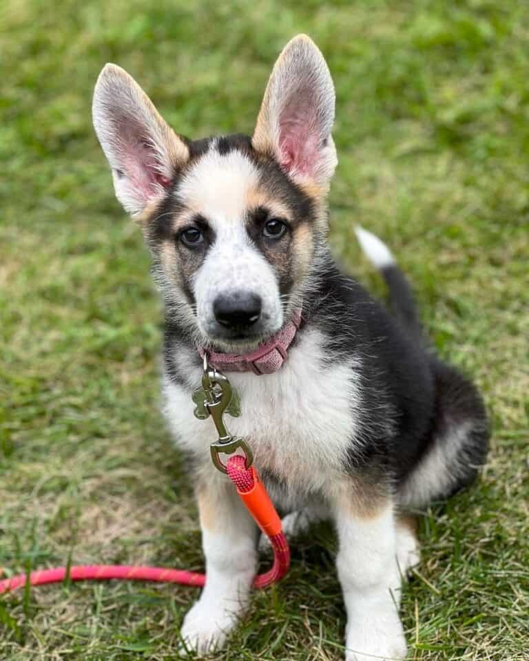 21 German Shepherd Colors & Markings (With Pictures!)