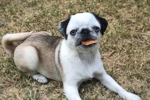 White Pugs (Leucistic & Albino Pugs): A Complete Guide