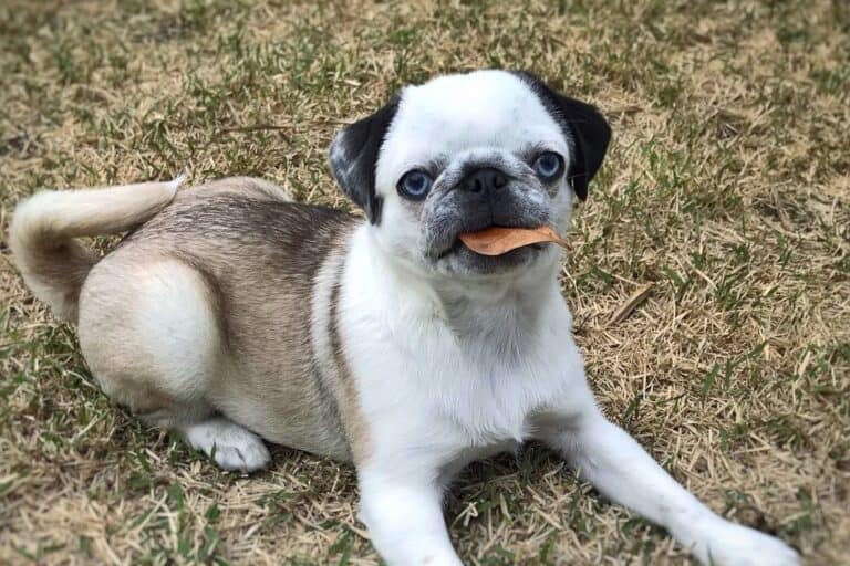 Panda Pug: Facts About the Rare Pug Color (With Pictures)
