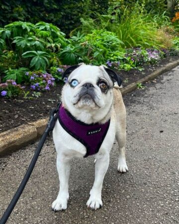 Panda Pug: Facts About the Rare Pug Color (With Pictures)