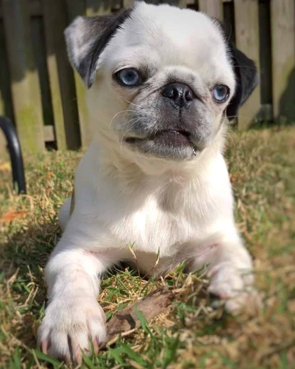 Panda Pug: Facts About the Rare Pug Color (With Pictures)