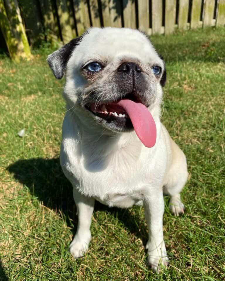 Panda Pug: Facts About the Rare Pug Color (With Pictures)