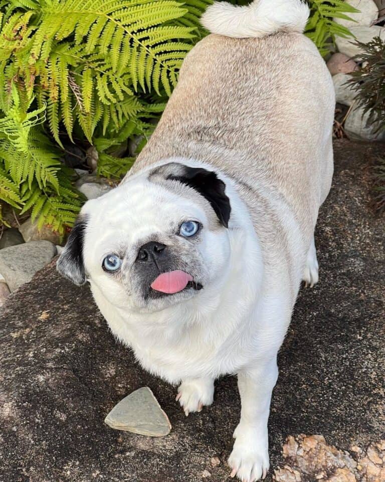 Panda Pug: Facts About the Rare Pug Color (With Pictures)