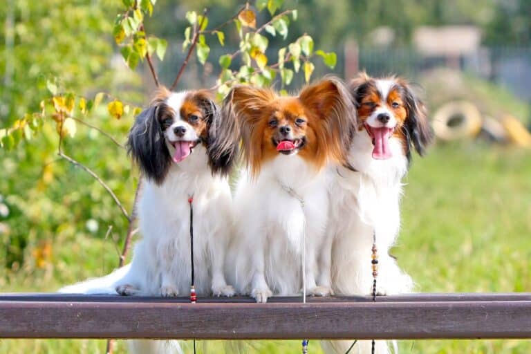 15 Papillon Colors & Markings (With Pictures)