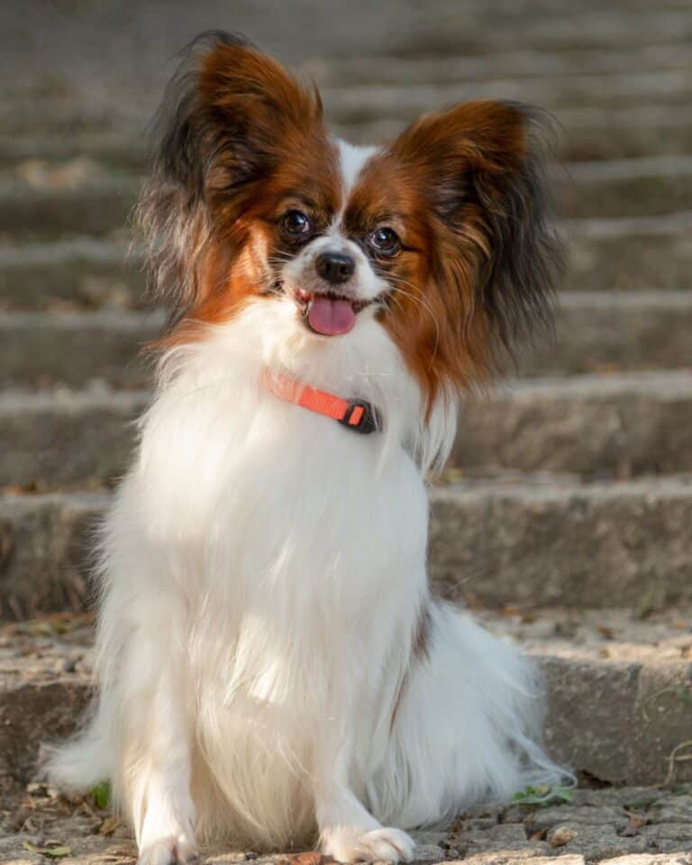 16 Small Dog Breeds With Long Hair (With Pictures)
