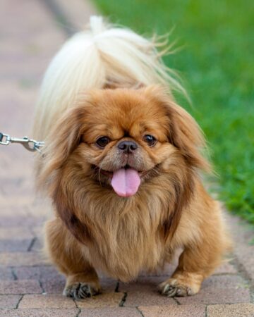 16 Small Dog Breeds With Long Hair (With Pictures)
