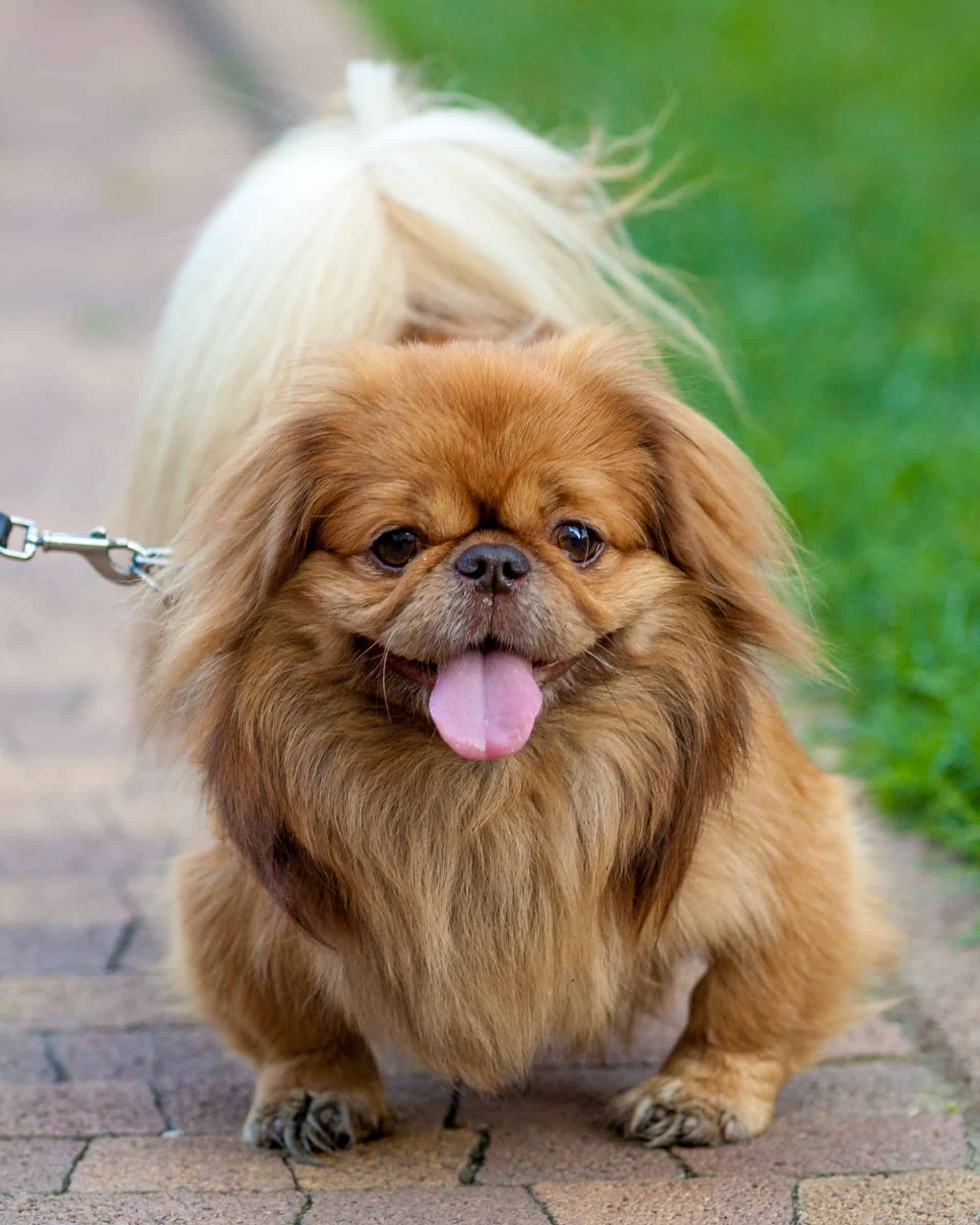 16 Small Dog Breeds With Long Hair (With Pictures)