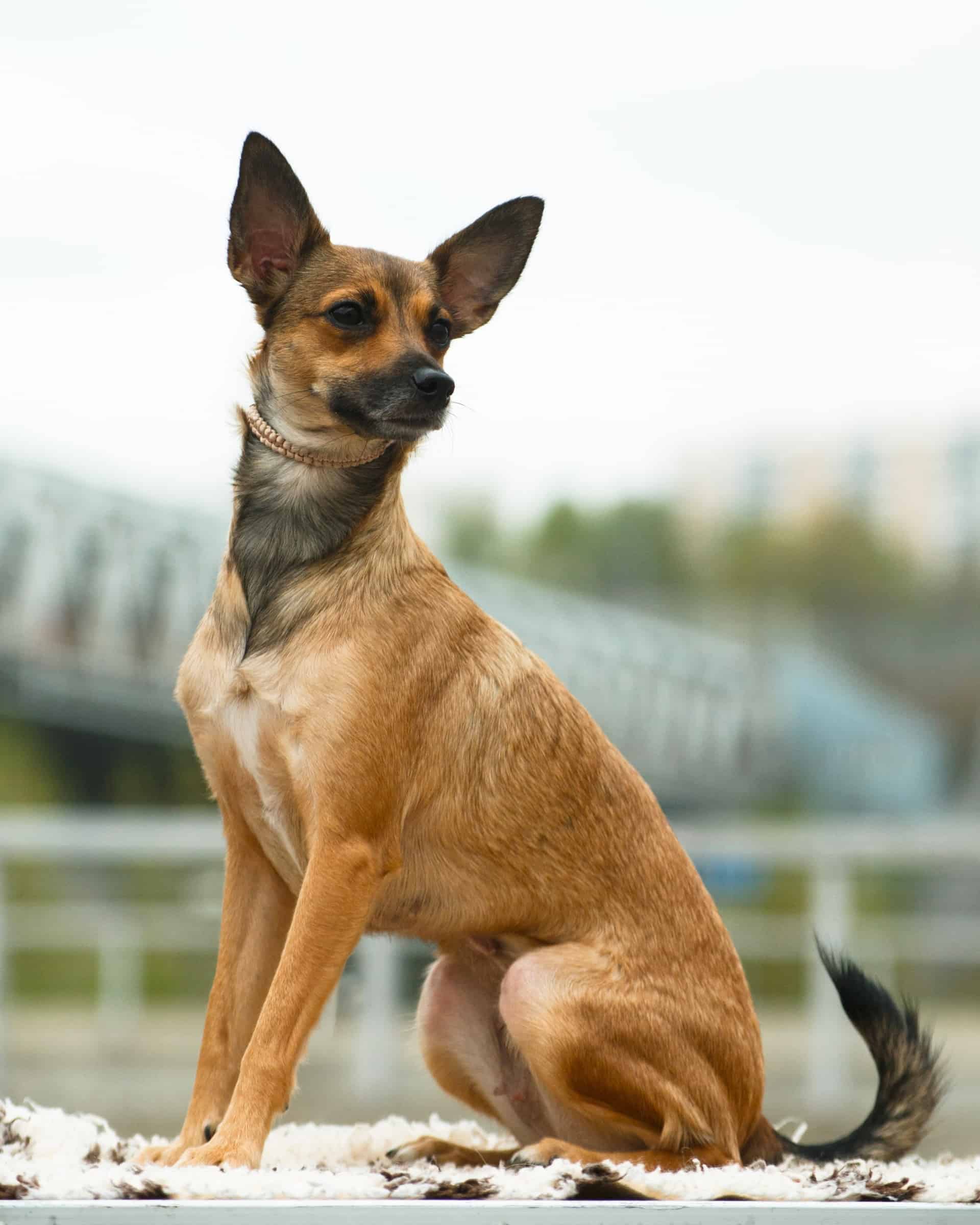 17 Large Hypoallergenic Dogs That Don’t Shed (With Pictures)