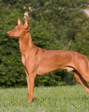 18 Long Nose Dog Breeds With Lovable Snouts (With Photos)