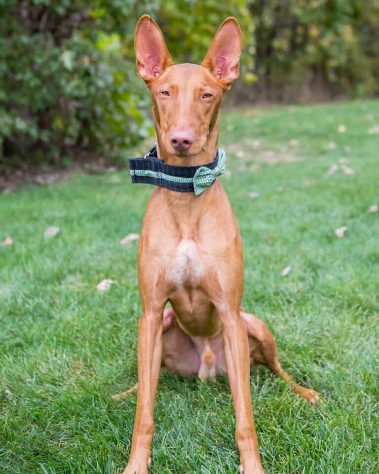 20 Best Tall Skinny Dog Breeds (With Pictures)