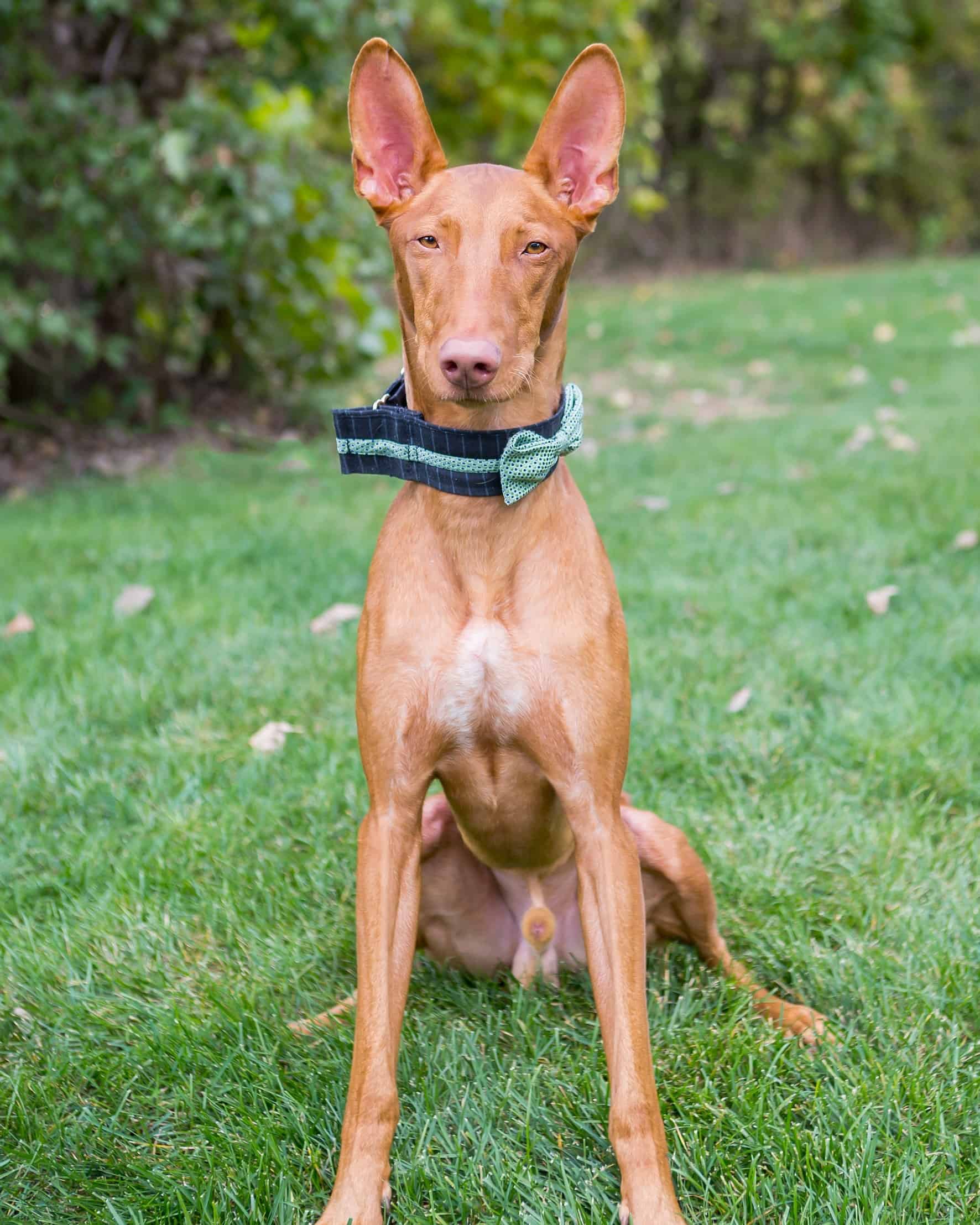 20 Best Tall Skinny Dog Breeds (With Pictures)