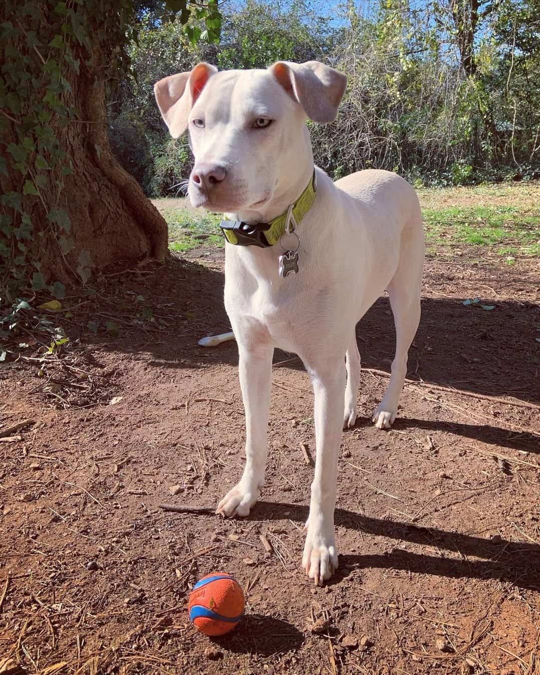 Catahoula Pitbull Mix (Pitahoula): Info, Pictures, Traits & Facts