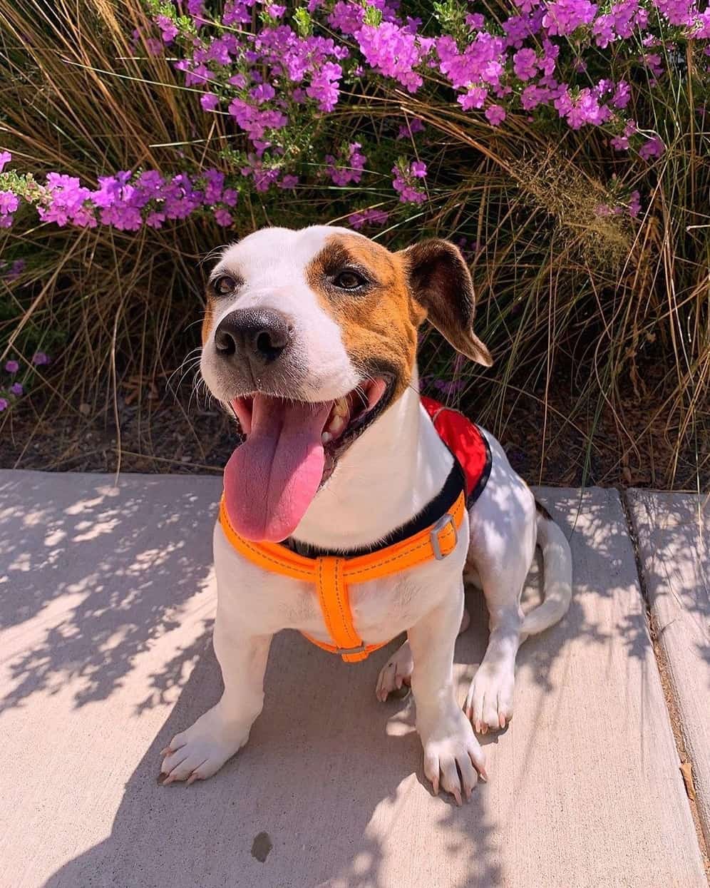 Basset Hound Pitbull Mix: Breed Info, Pictures, Traits & Facts