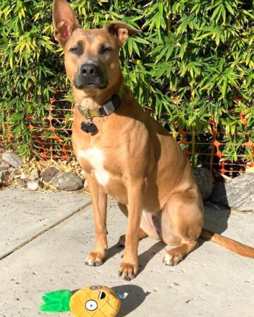 Belgian Malinois Pitbull Mix: Info, Pictures, Traits & Facts