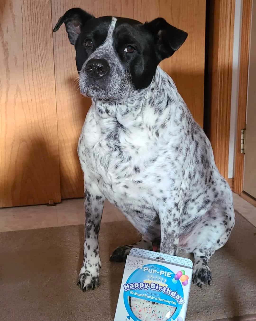 Blue Heeler Pitbull Mix: Info, Pictures, Traits & Facts