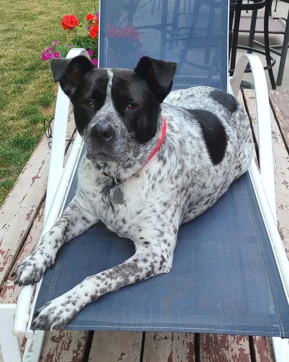 Blue Heeler Pitbull Mix: Info, Pictures, Traits & Facts