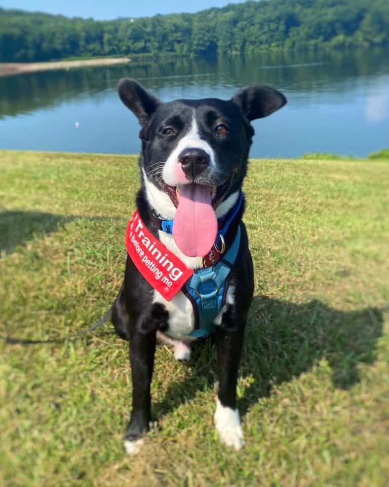 Border Collie Pitbull Mix: Info, Pictures, Traits & Facts