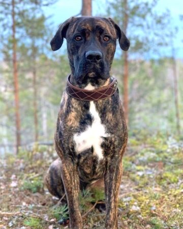 Cane Corso Pitbull Mix: Info, Pictures, Traits & Facts