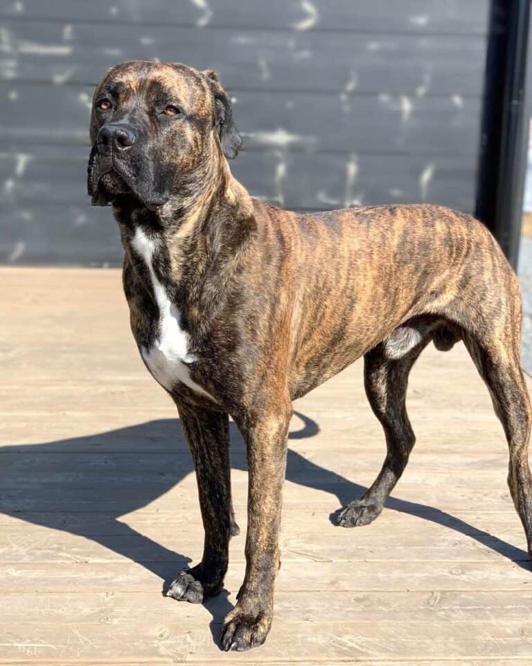 Cane Corso Pitbull Mix: Info, Pictures, Traits & Facts