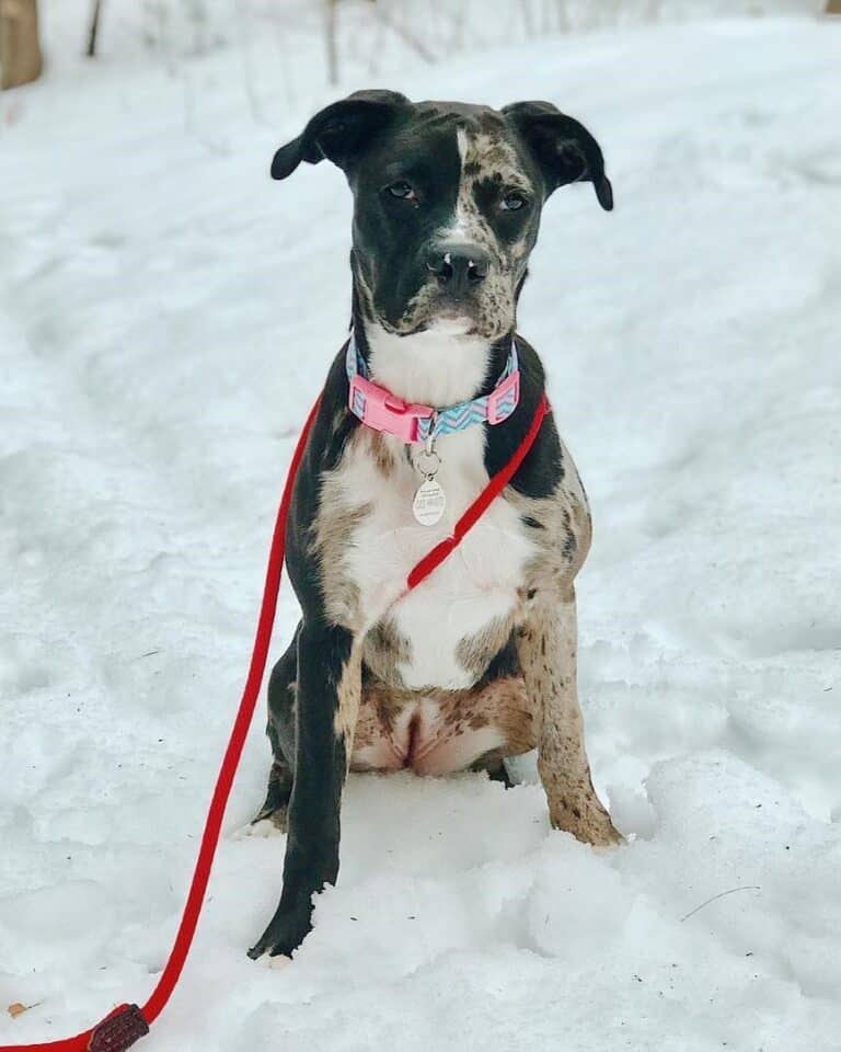 Catahoula Pitbull Mix (Pitahoula): Info, Pictures, Traits & Facts