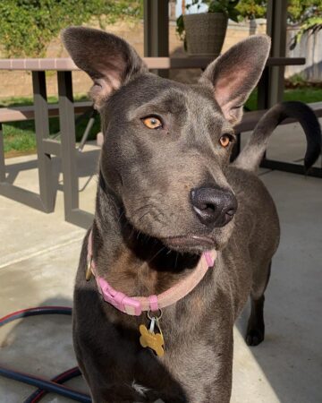 Pitbull Chow Mix (Pitchow): Info, Pictures, Traits & Facts