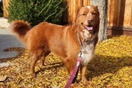 Pitbull Chow Mix (Pitchow): Info, Pictures, Traits & Facts