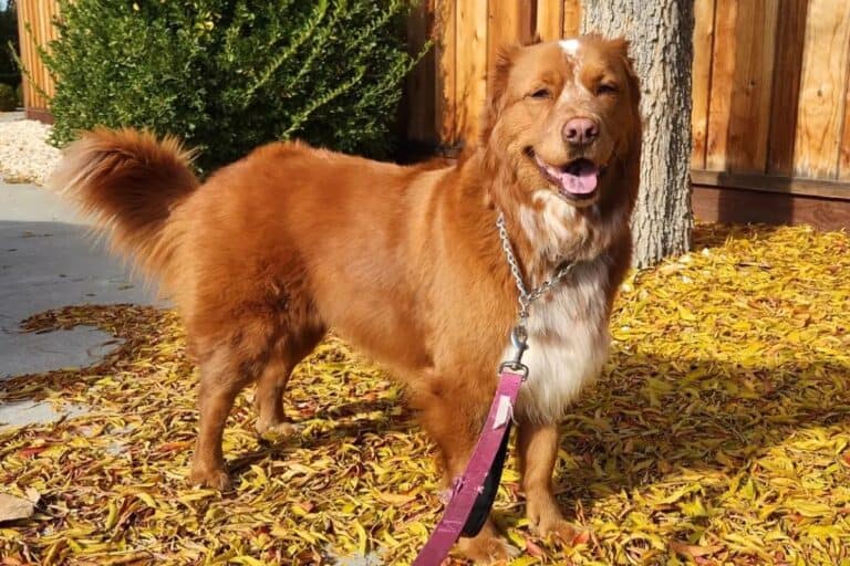 Pitbull Chow Mix (Pitchow): Info, Pictures, Traits & Facts