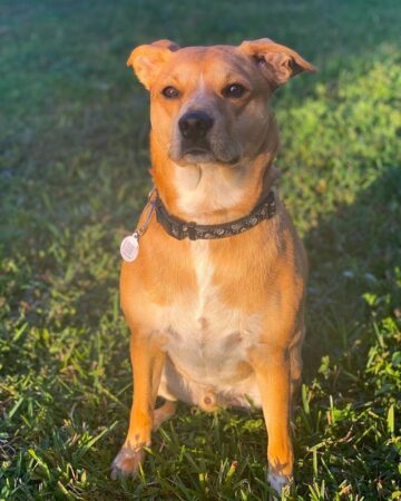 Jack Russell Pitbull Mix: Breed Info, Pictures, Traits & Facts