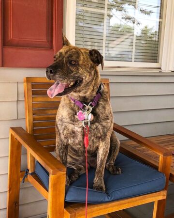 Mountain Cur Pitbull Mix: Breed Info, Pictures, Traits & Facts