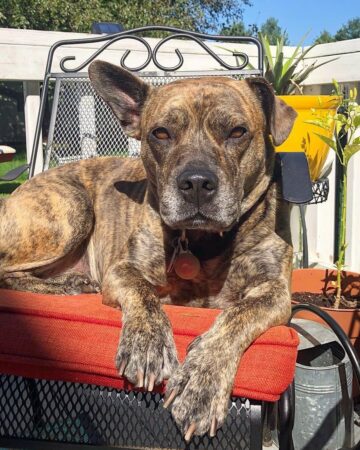 Mountain Cur Pitbull Mix: Breed Info, Pictures, Traits & Facts