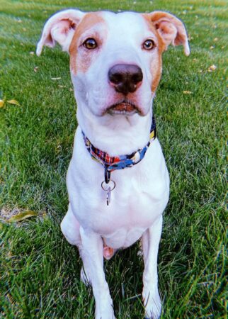 Pointer Pitbull Mix: Information, Pictures, Traits & Facts
